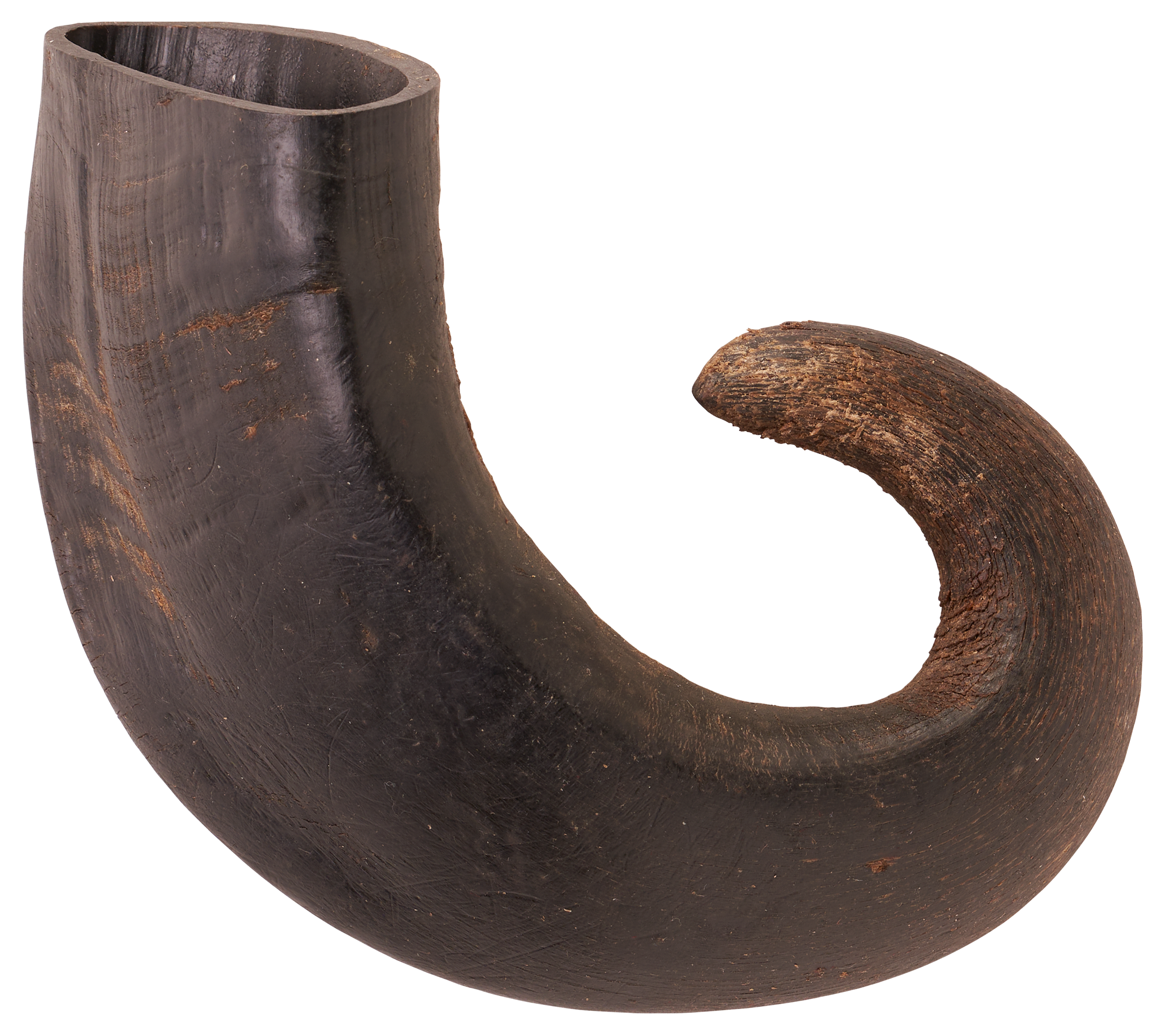 Bass Pro Shops Water Buffalo Horn Chew Treat for Dogs | Bass Pro Shops